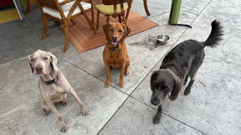 I AM BRINGING MY DOG!……We are a dog friendly establishment. We allow a ...
